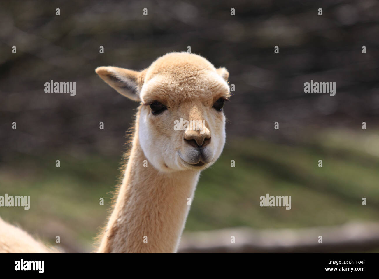 Guanaco hi-res stock photography and images - Alamy