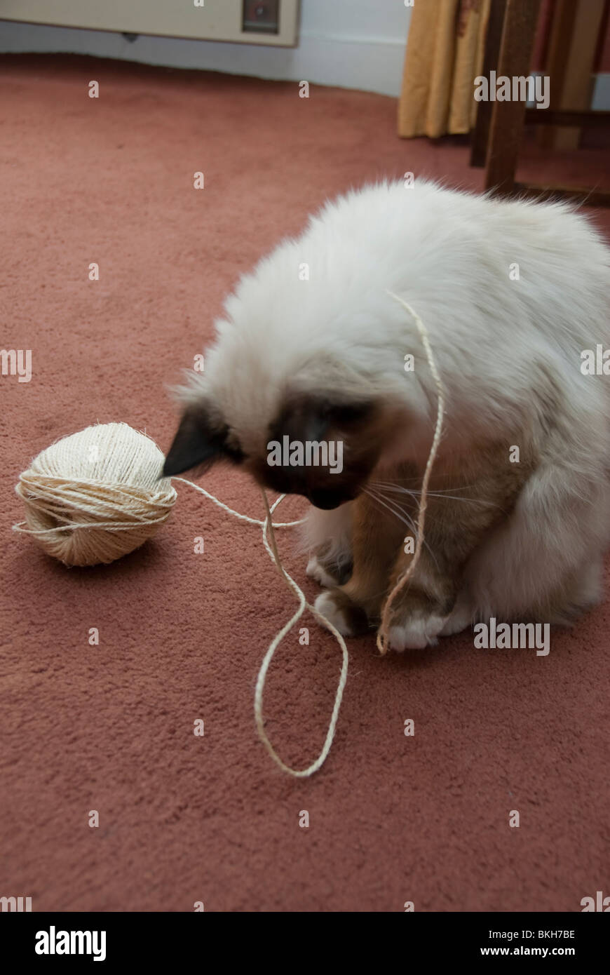 Kitten Playing With String on Floor of Room, Home Stock Photo - Alamy