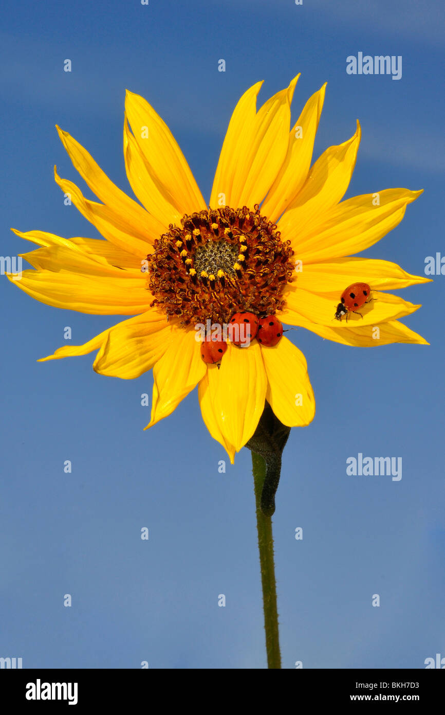 Sunflower with ladybug beetles Stock Photo - Alamy