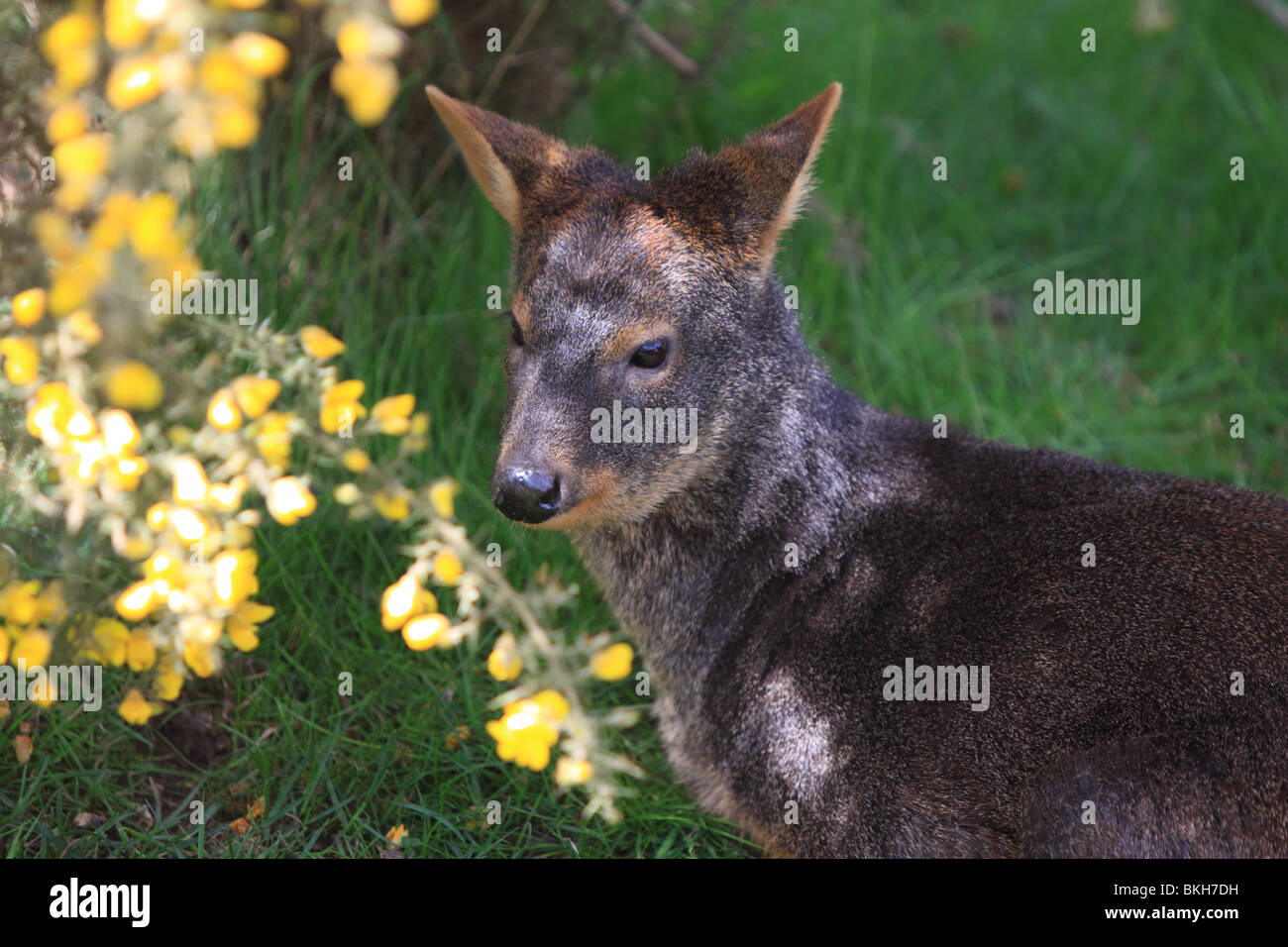 Pudu deer hi-res stock photography and images - Alamy