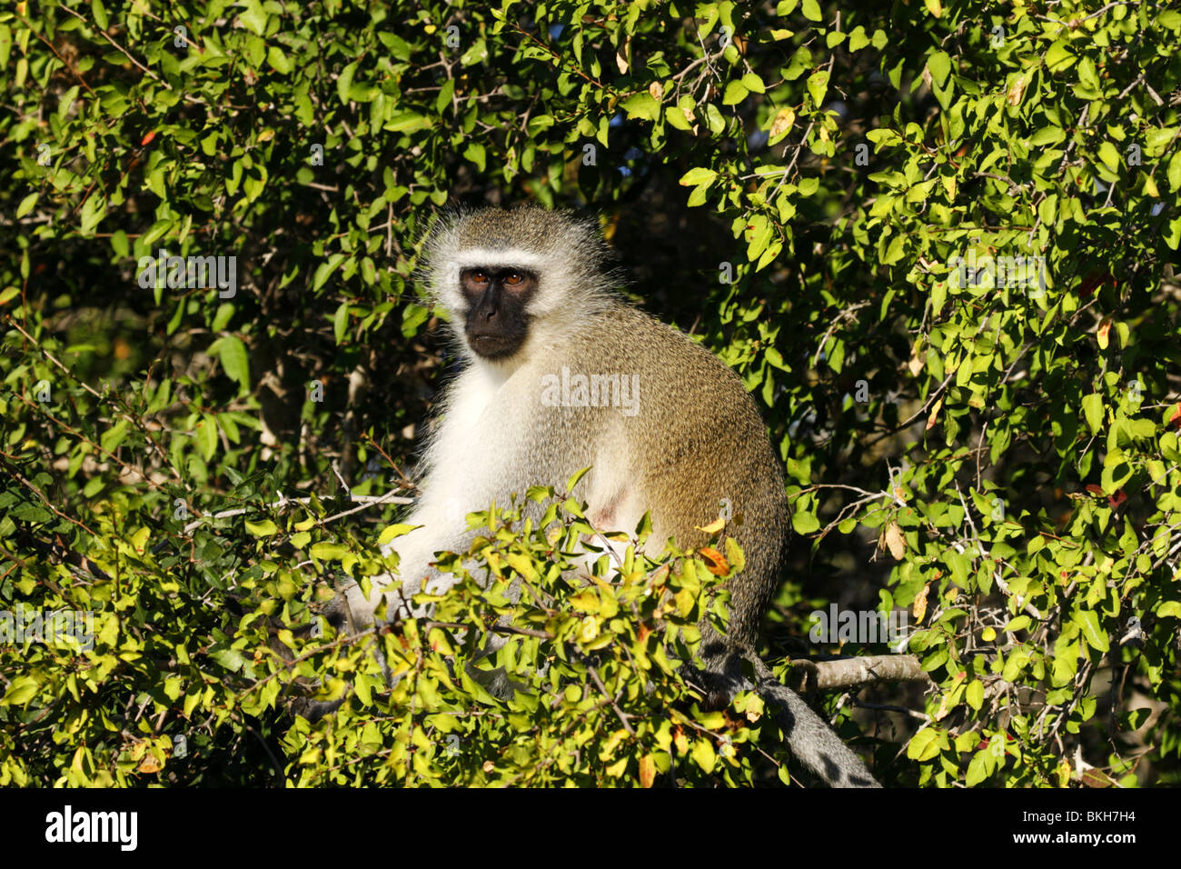 Vervet monkey africa hi-res stock photography and images - Alamy