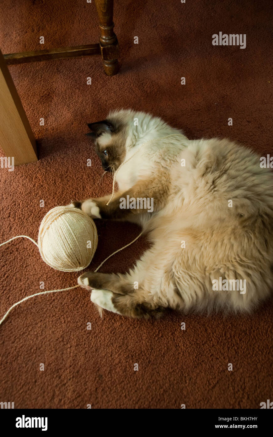 Domestic Cats, Burmese Kitten Playing With String on Floor of Room ...