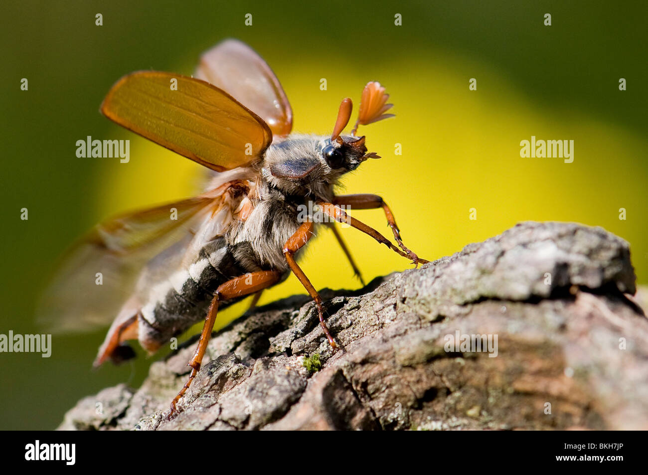 Opvliegende meikever hi-res stock photography and images - Alamy