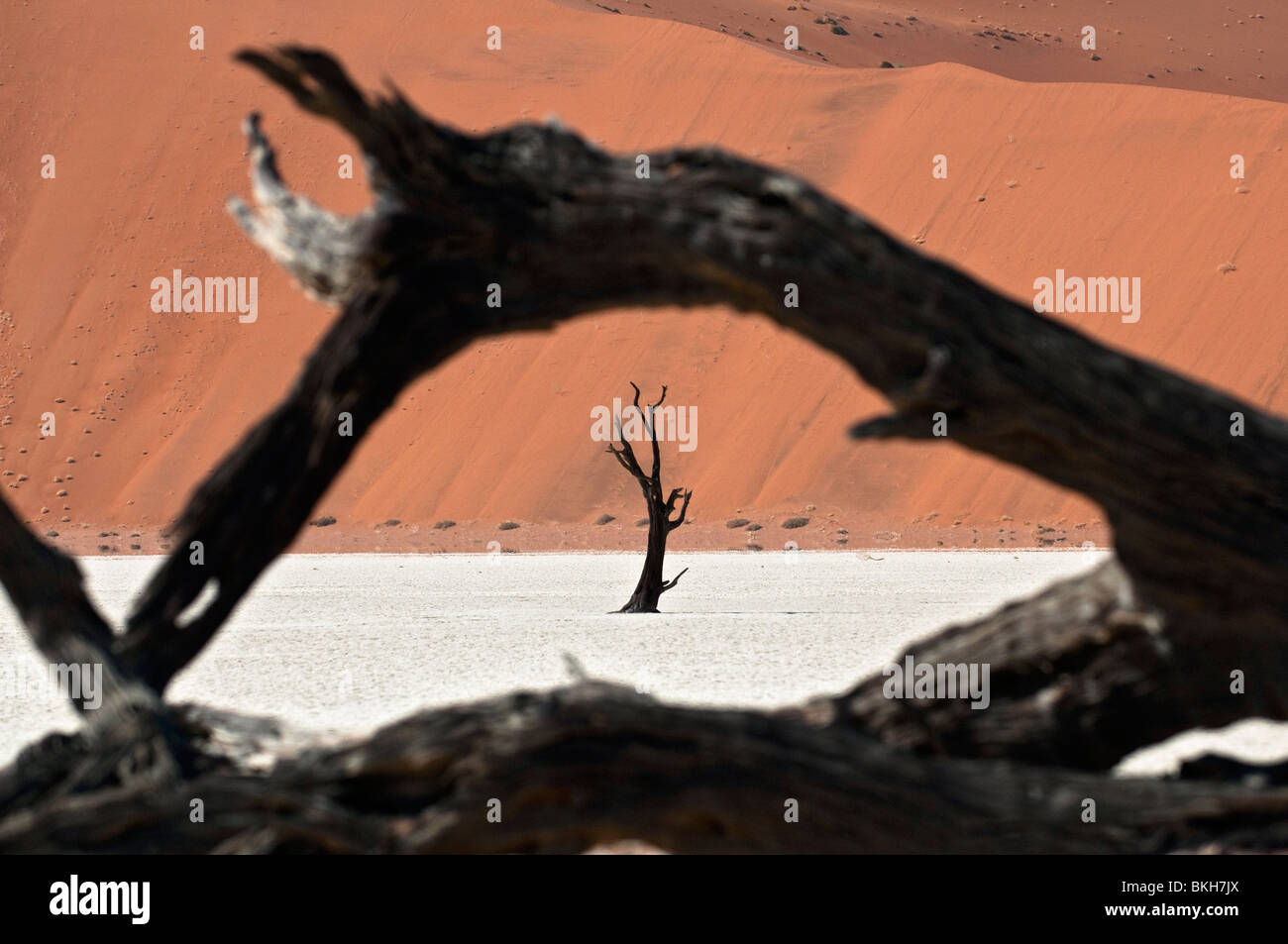 A Camel Thorn Tree Framed by The Dead Branches of Another. Sossusvlei ...
