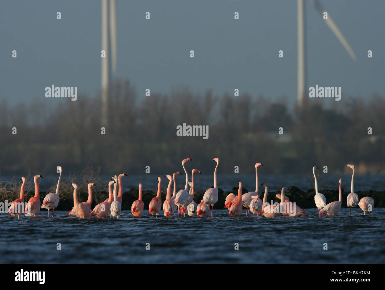 Europese flamingo hi-res stock photography and images - Alamy