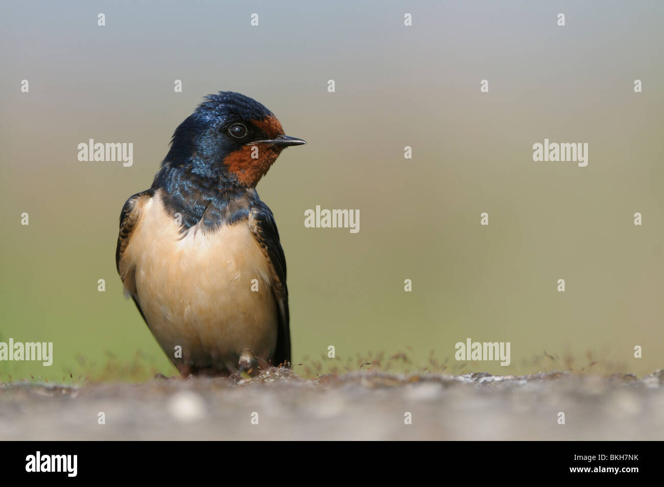 Front view of a Barn Swallow on the ground with a low point of view ...