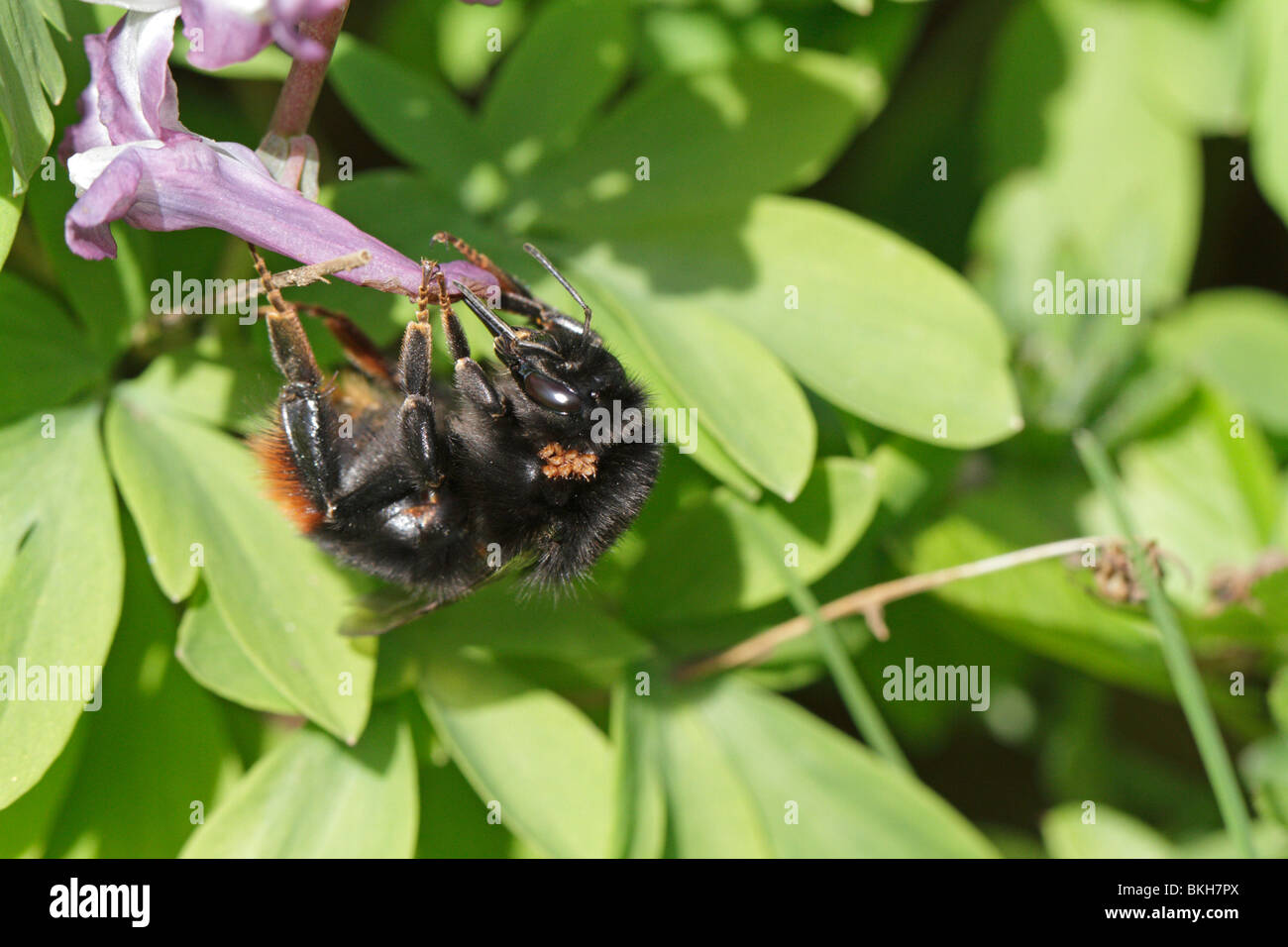 Bumblebee Mites Hi Res Stock Photography And Images Alamy
