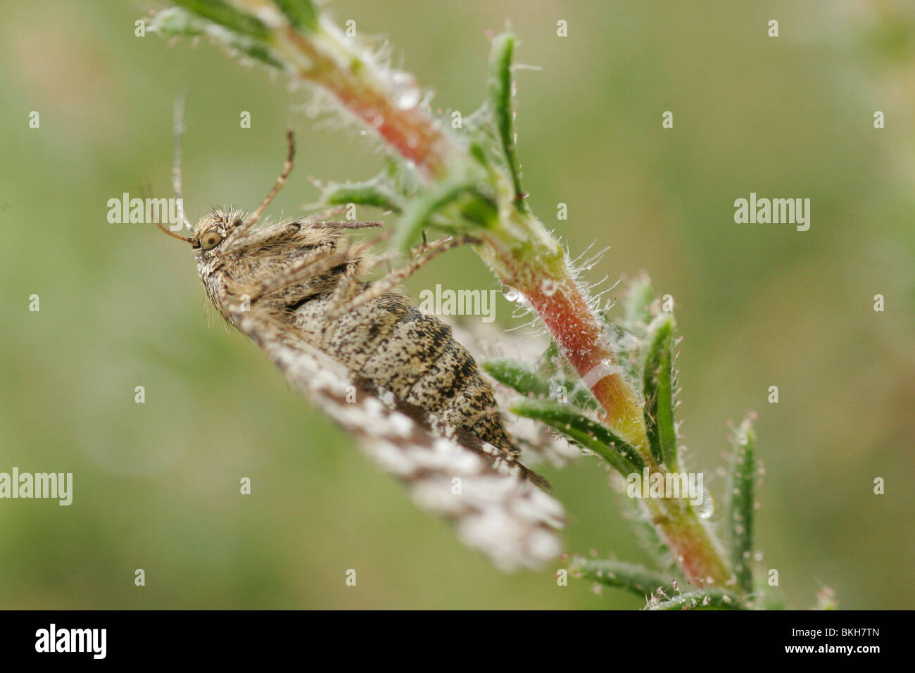 A female Common Heath on heather Stock Photo - Alamy