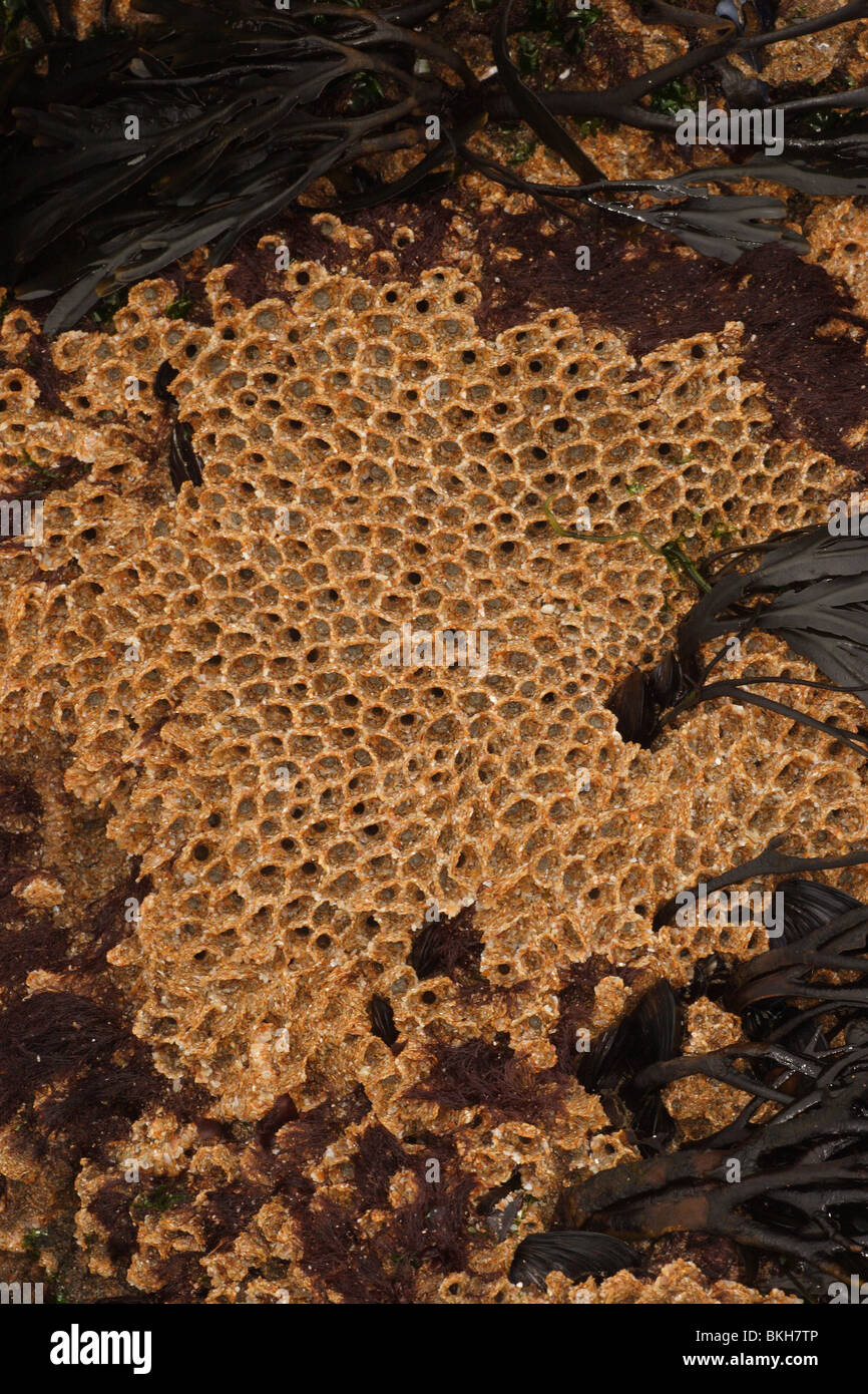 Honeycomb worm, Sabellaria alveolata Stock Photo - Alamy