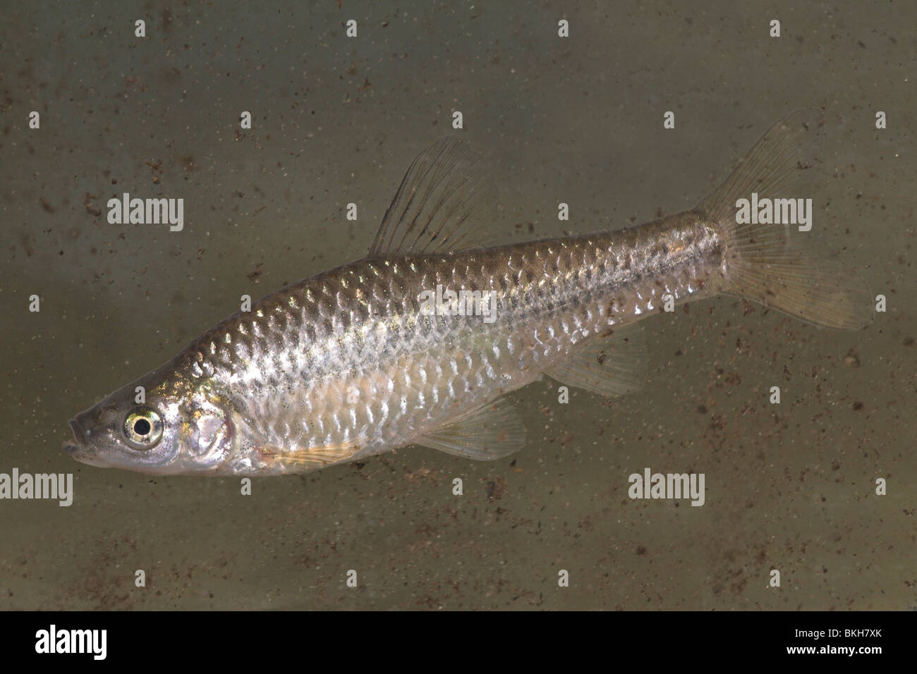 photo of a stone moroko in dirty water Stock Photo - Alamy