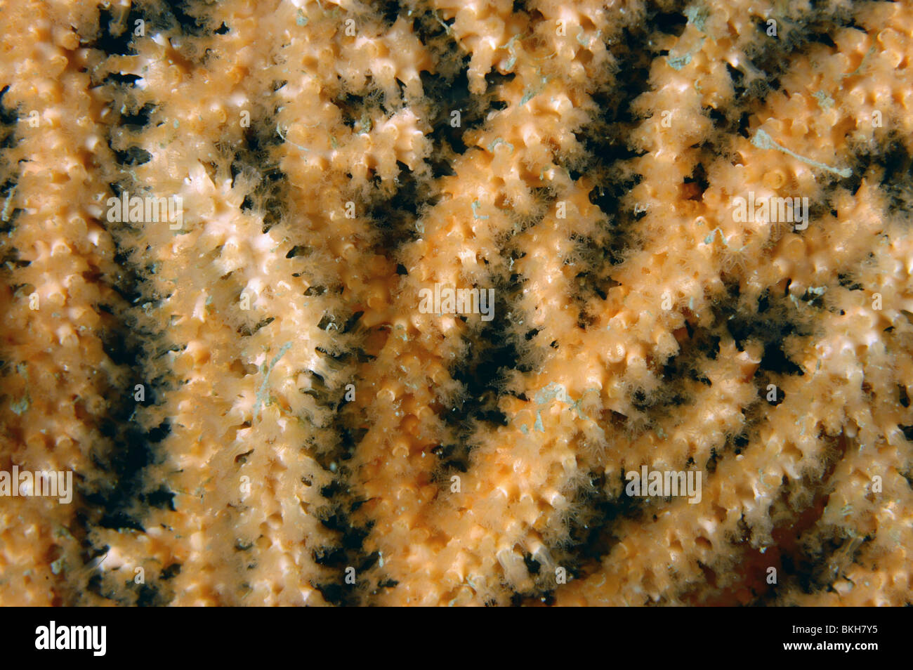 Eunicella verrucosa pink hi-res stock photography and images - Alamy