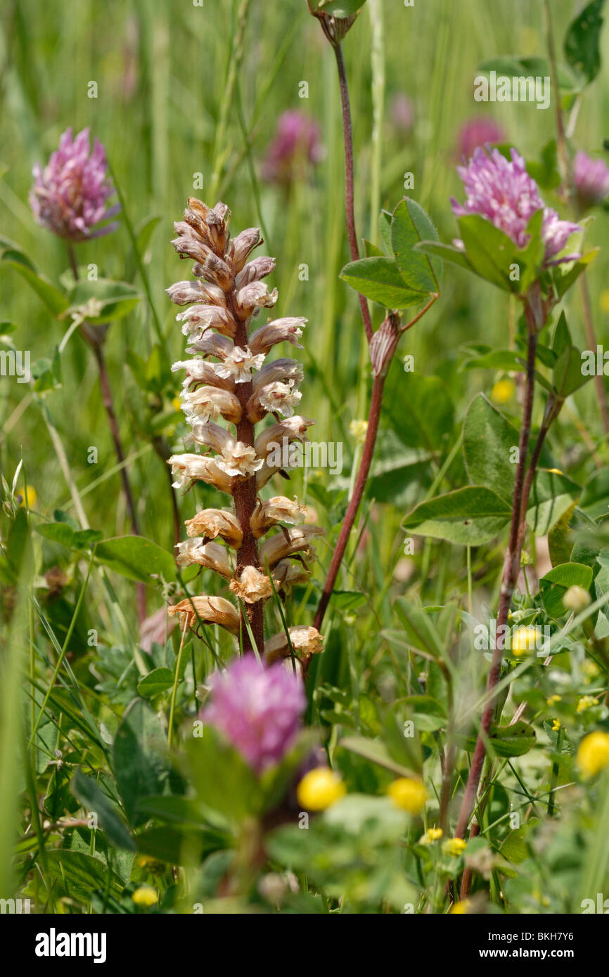 Klavervreter in wegberm parasiterend op Rode Klaver; Common Broomrape ...