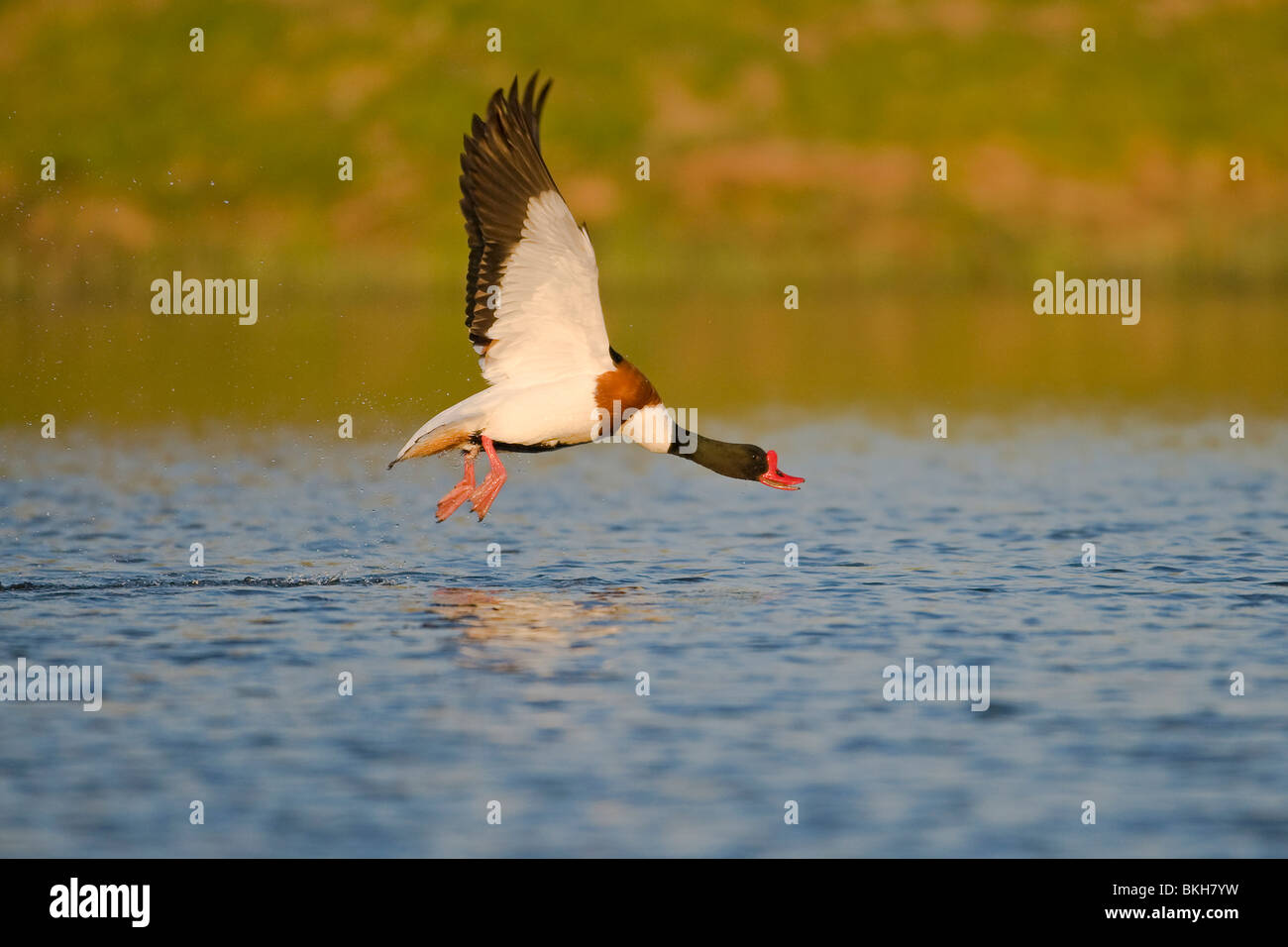 Vliegende bergeend, Flying shelduck Stock Photo - Alamy