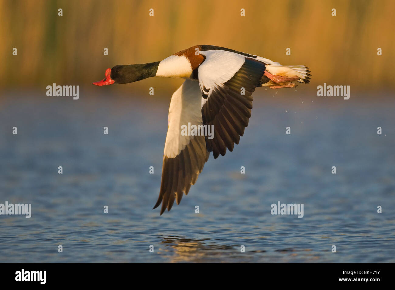 Vliegende bergeend; Flying shelduck Stock Photo - Alamy