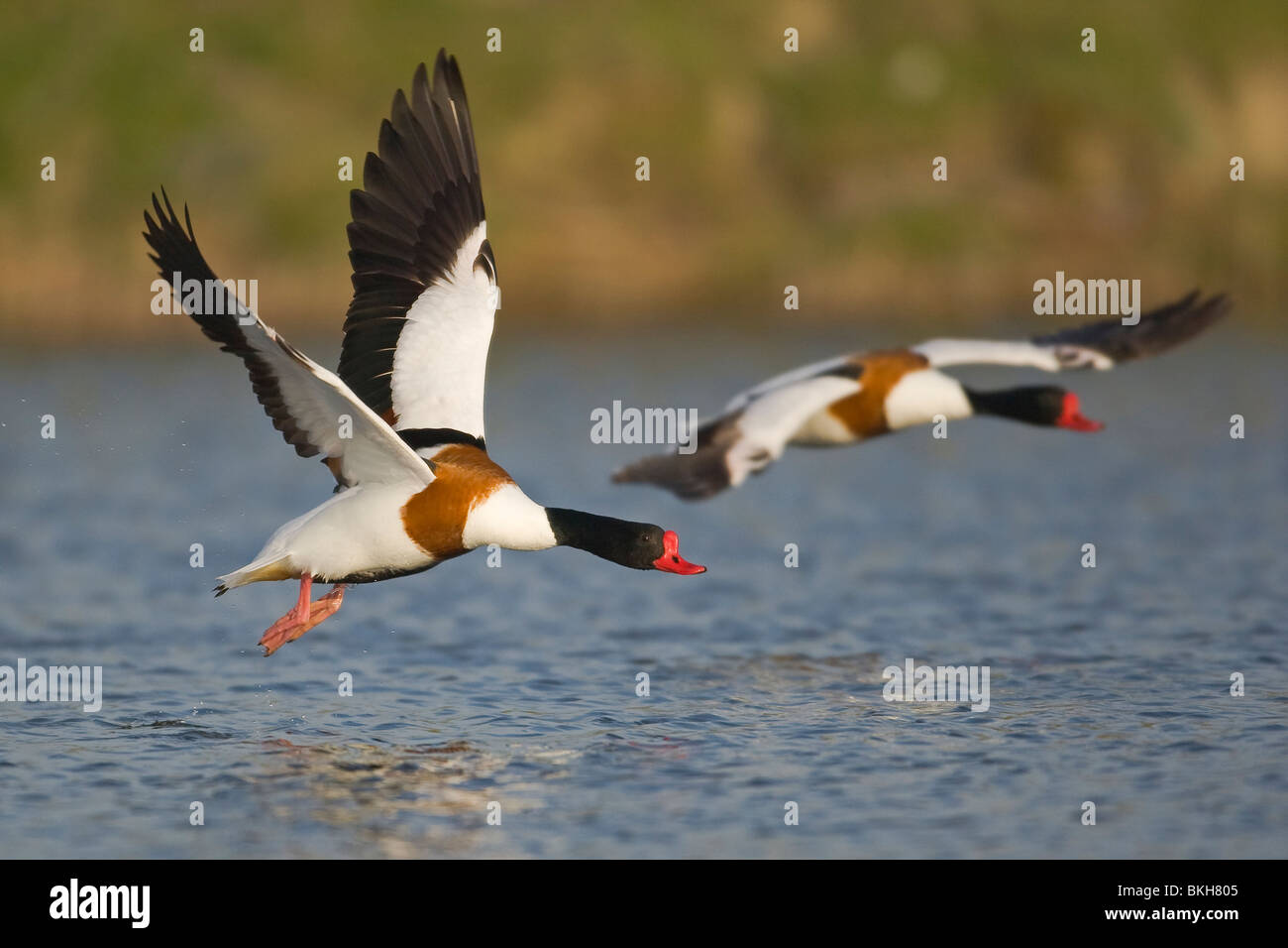 Vliegende bergeenden; Flying shelducks Stock Photo - Alamy