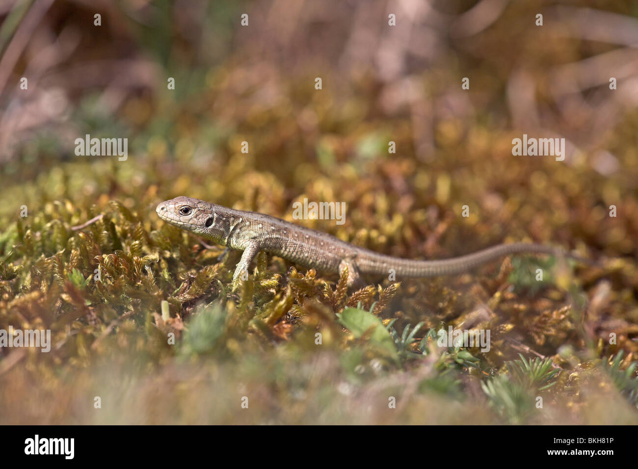 Juvenile Lizards High Resolution Stock Photography and Images - Alamy