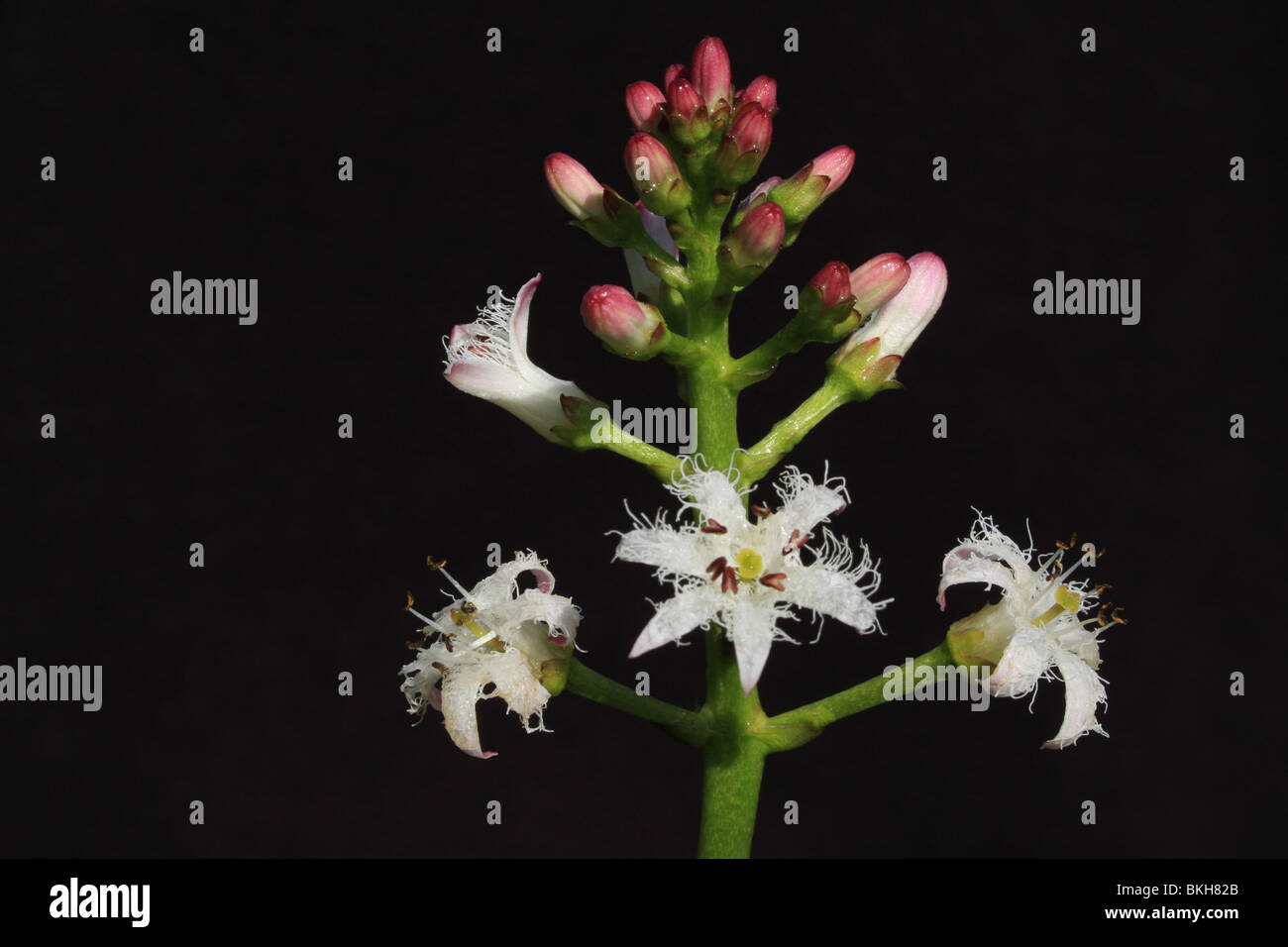 White flowers of bogbean hi-res stock photography and images - Alamy