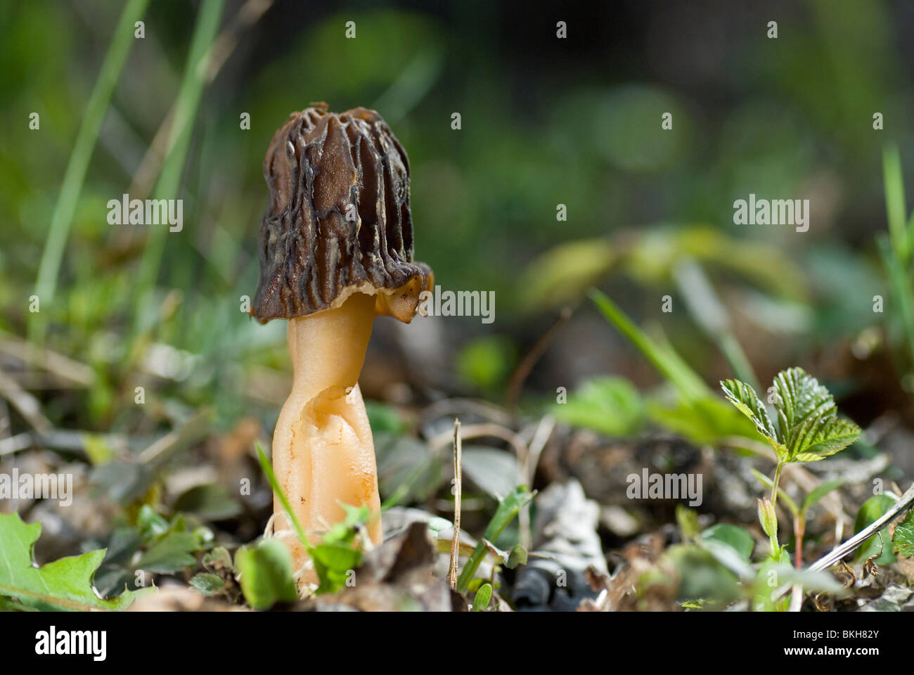 Thimble cap hi-res stock photography and images - Alamy