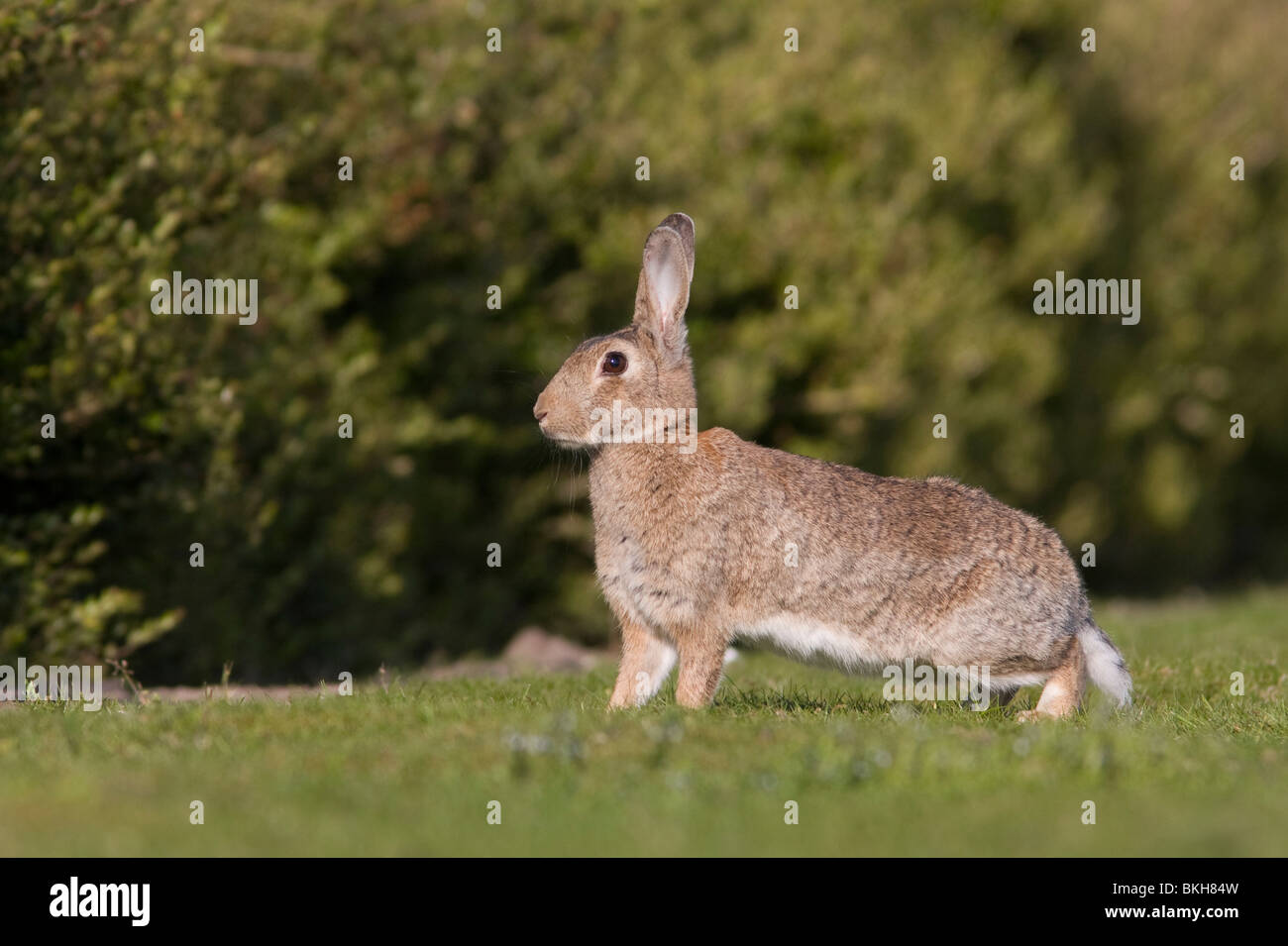 Wild konijn; European Rabbit Stock Photo - Alamy