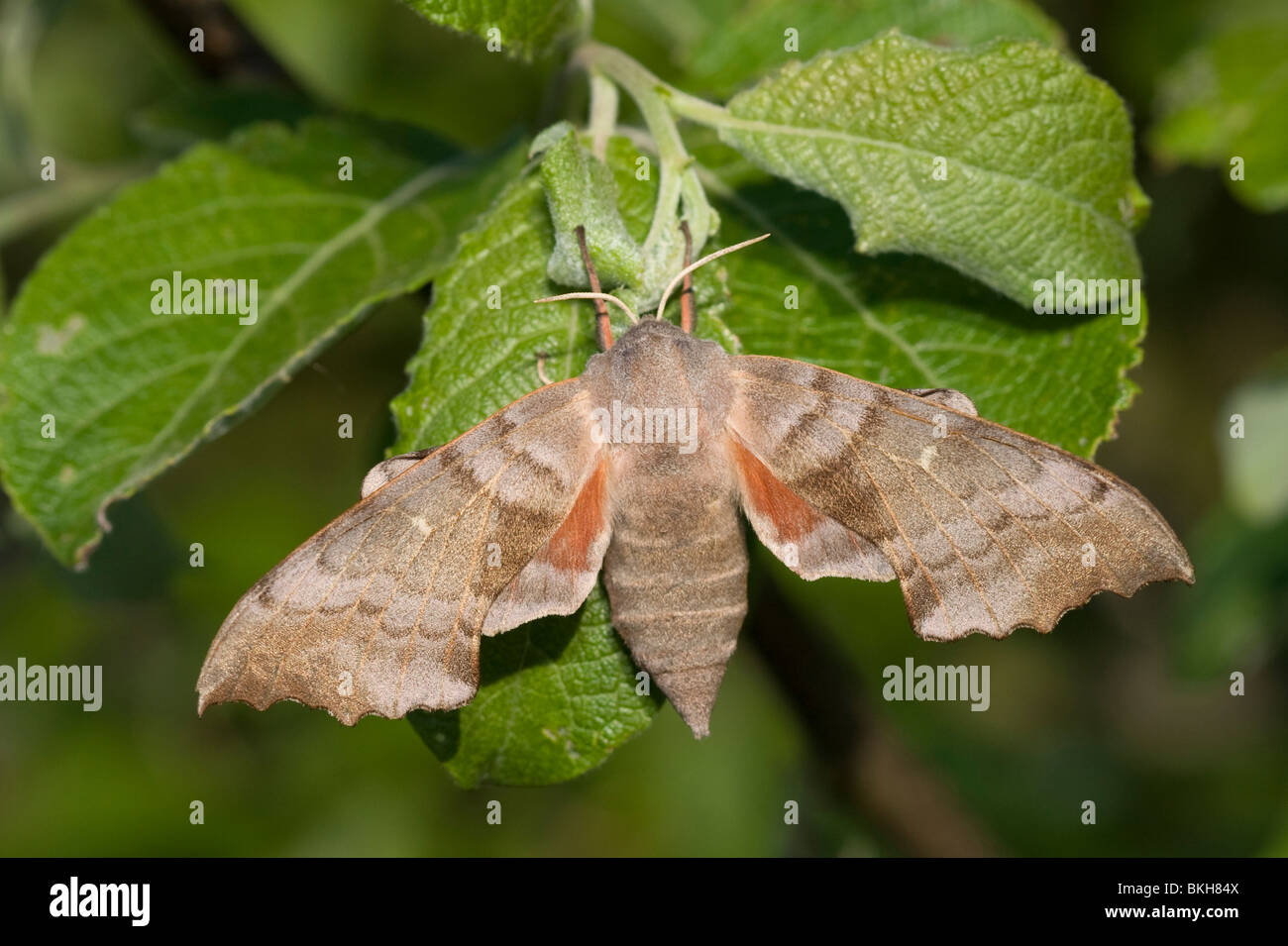 Female Poplar Hawk-moth Stock Photo - Alamy
