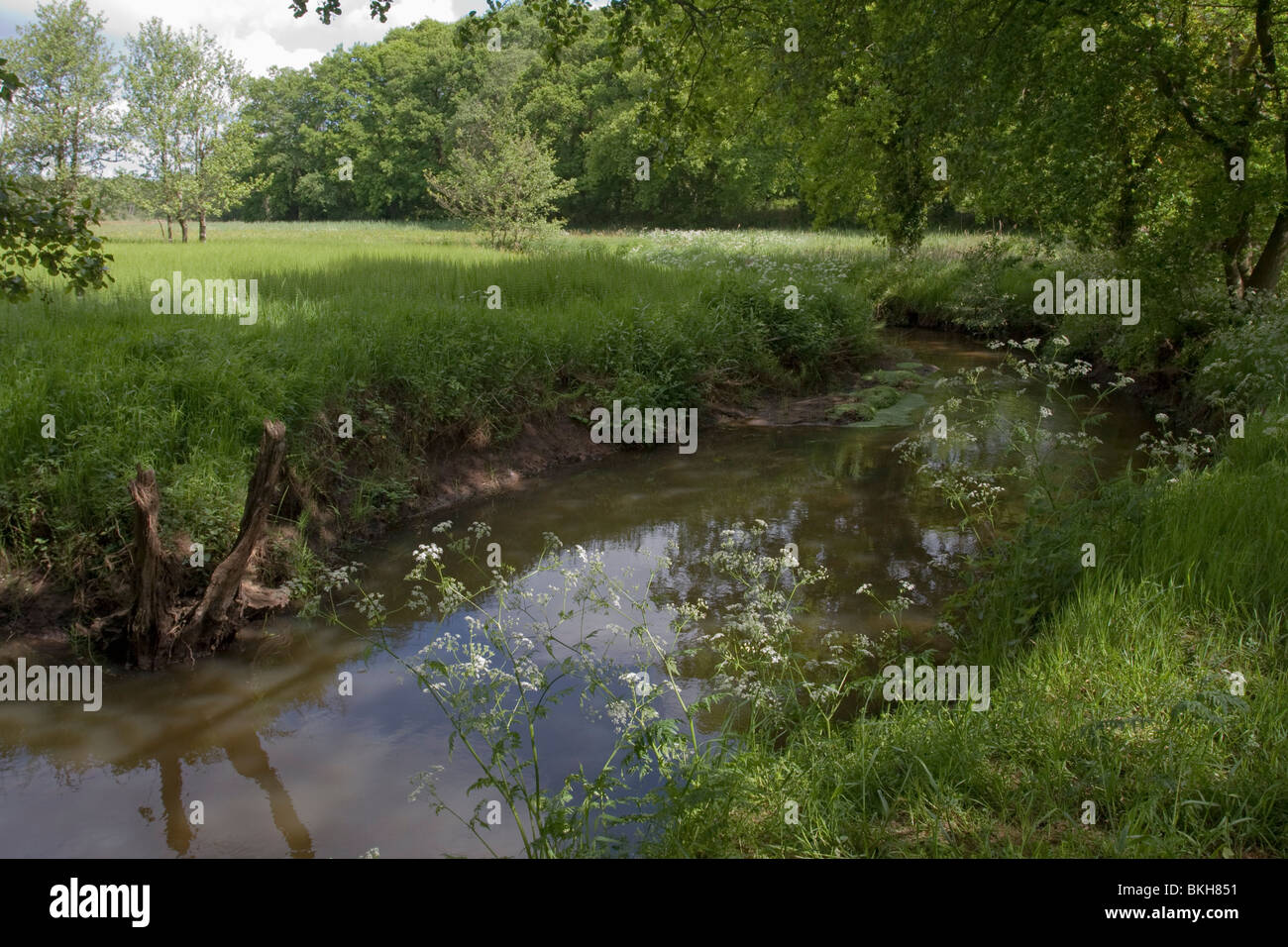 Beekdal van de Drentse Aa; Stream Valley of the Drentse Aa Stock Photo ...