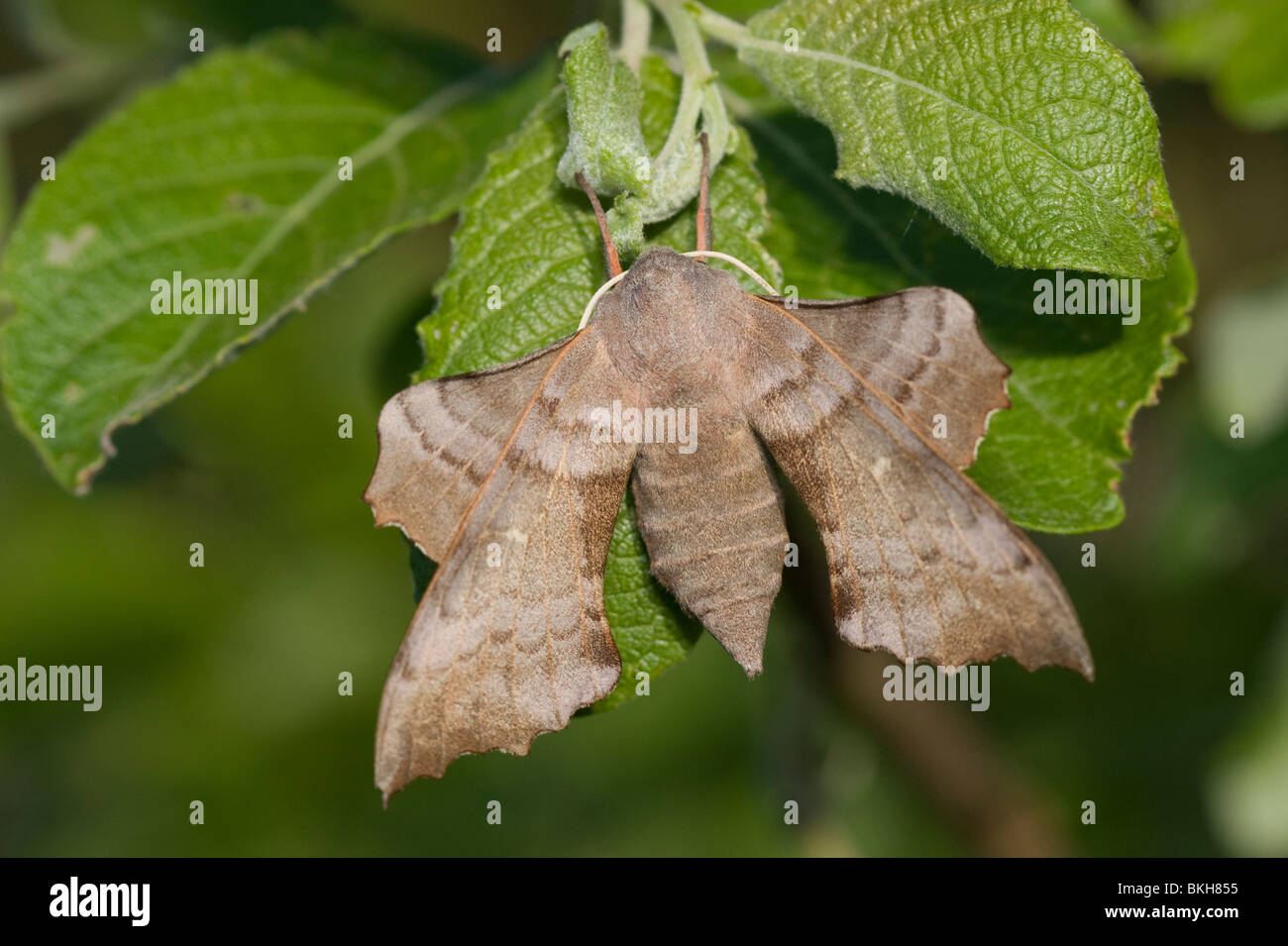 Female Poplar Hawk-moth Stock Photo - Alamy