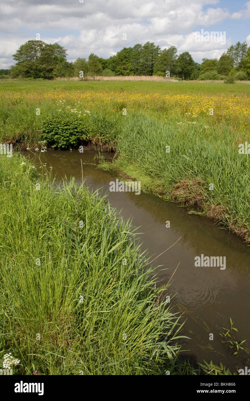 Beekdal van de Drentse Aa; Stream Valley of the Drentse Aa Stock Photo ...