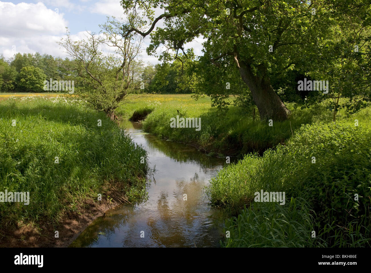 Beekdal van de Drentse Aa; Stream Valley of the Drentse Aa Stock Photo ...