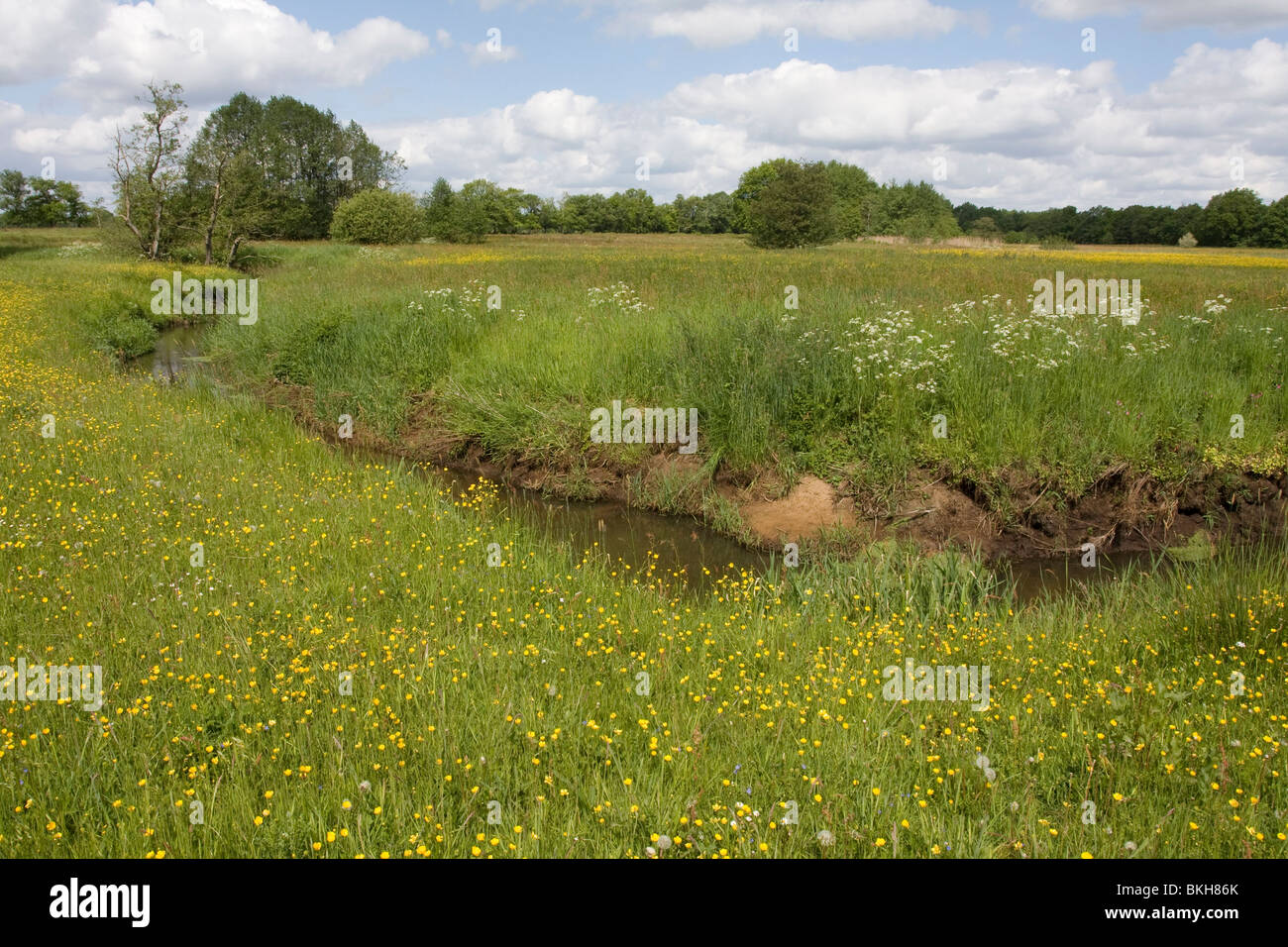 Beekdal van de Drentse Aa; Stream Valley of the Drentse Aa Stock Photo ...