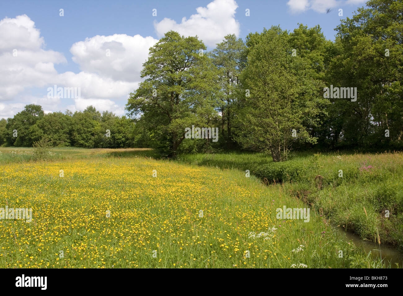 Beekdal van de Drentse Aa; Stream Valley of the Drentse Aa Stock Photo ...