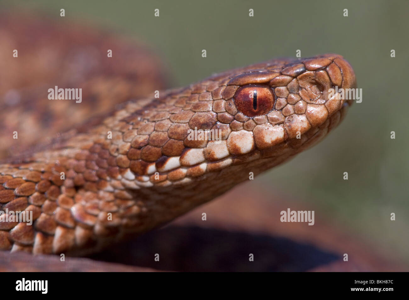 Portrait of an Adder Stock Photo - Alamy