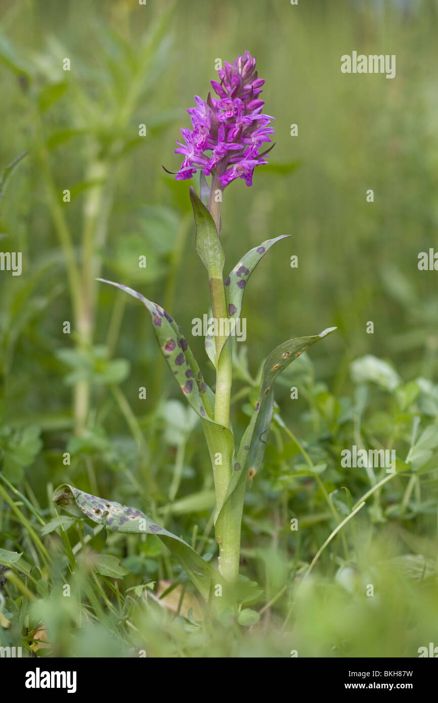 Brede orchis; Broad-leaved Marsh Orchid Stock Photo - Alamy