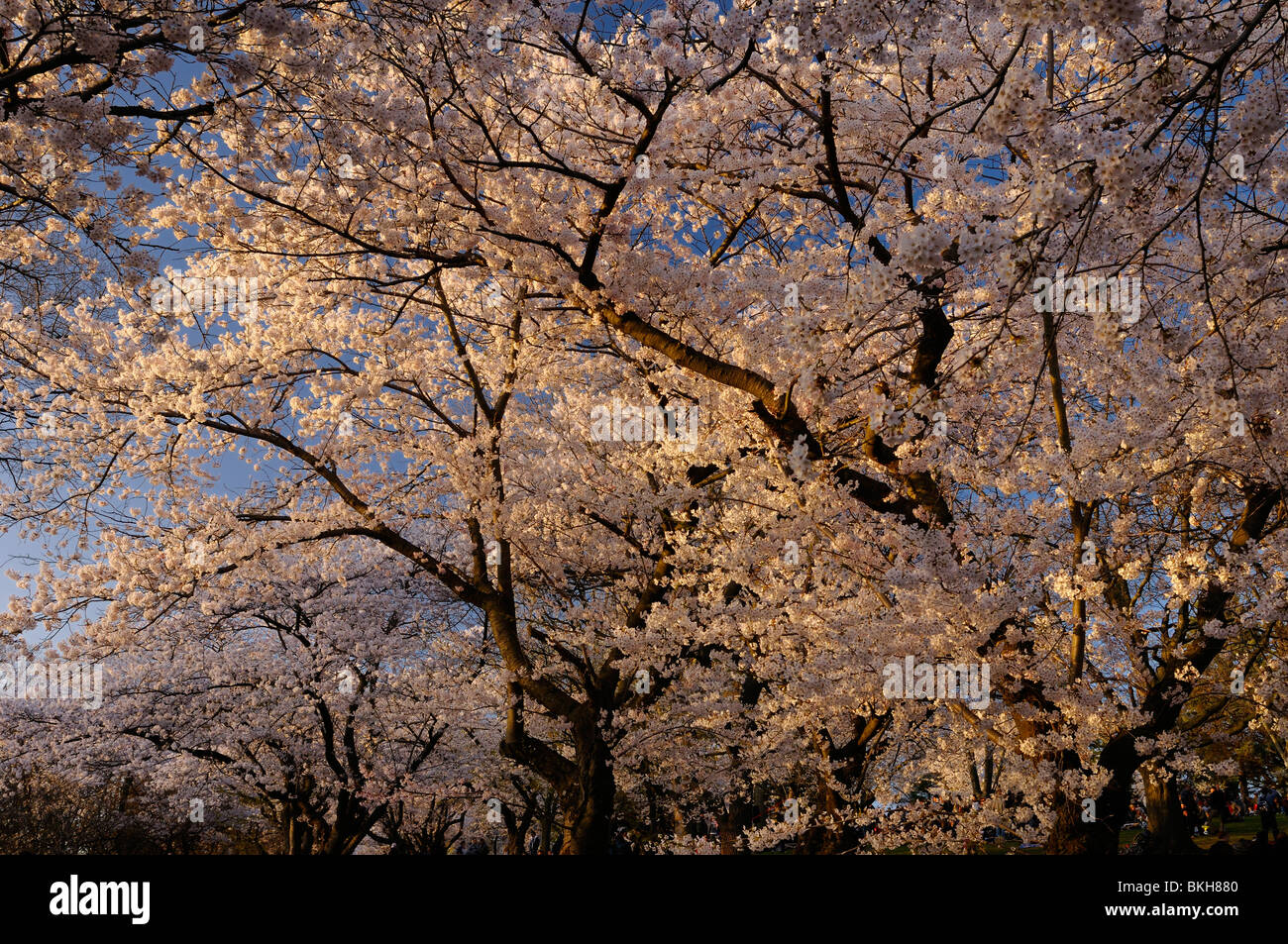 Hanami sakura cherry blossom trees High Resolution Stock Photography ...