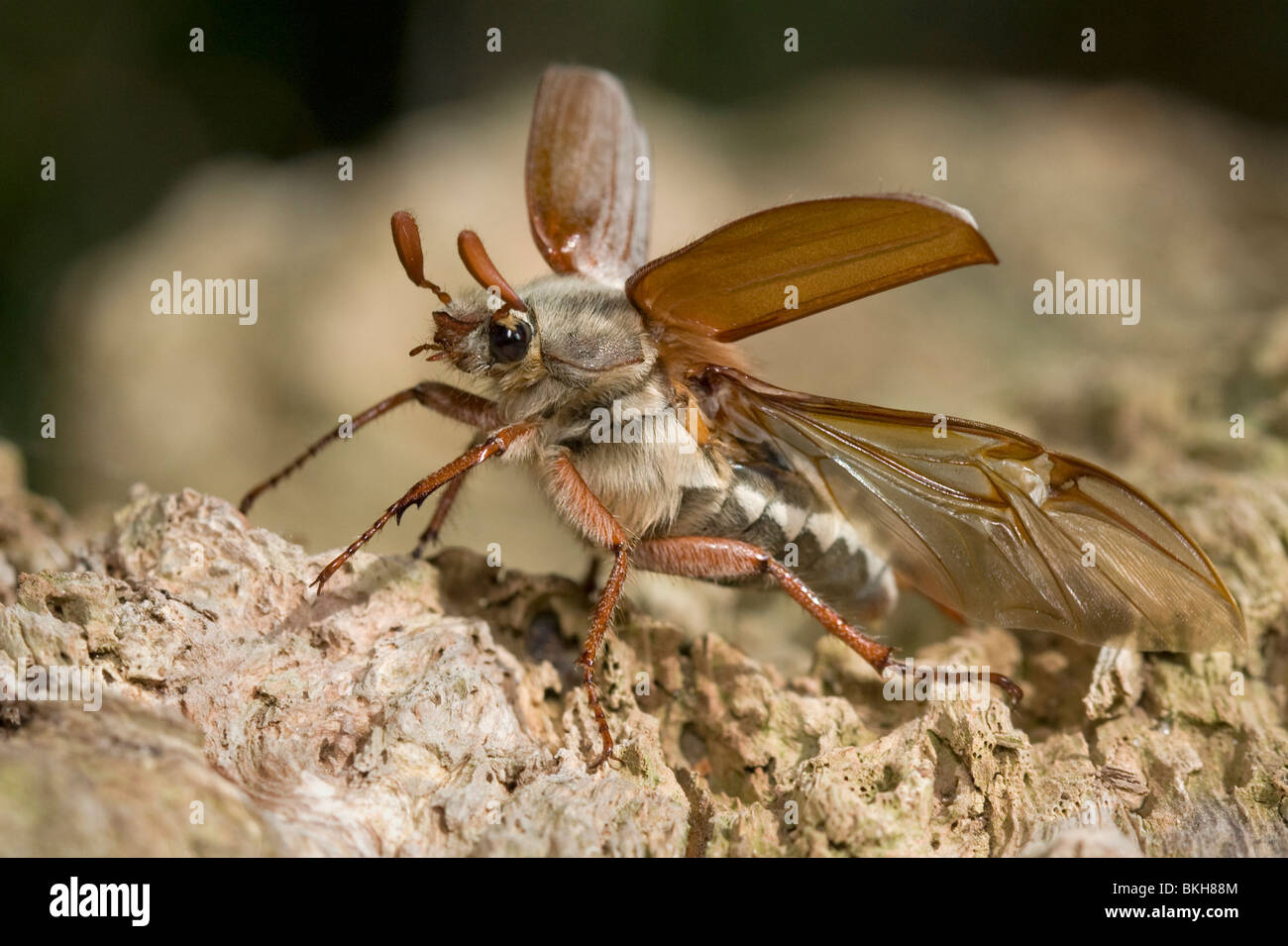 Opvliegende meikever ; Common Cockchafer just before take-off Stock ...