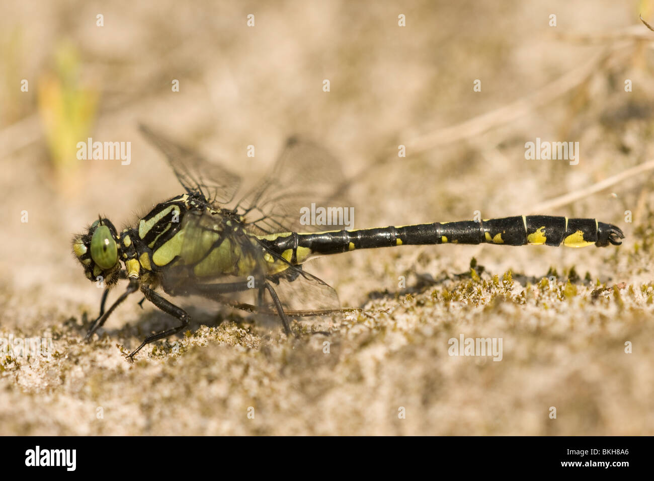 Common clubtail dragonfly hi-res stock photography and images - Alamy