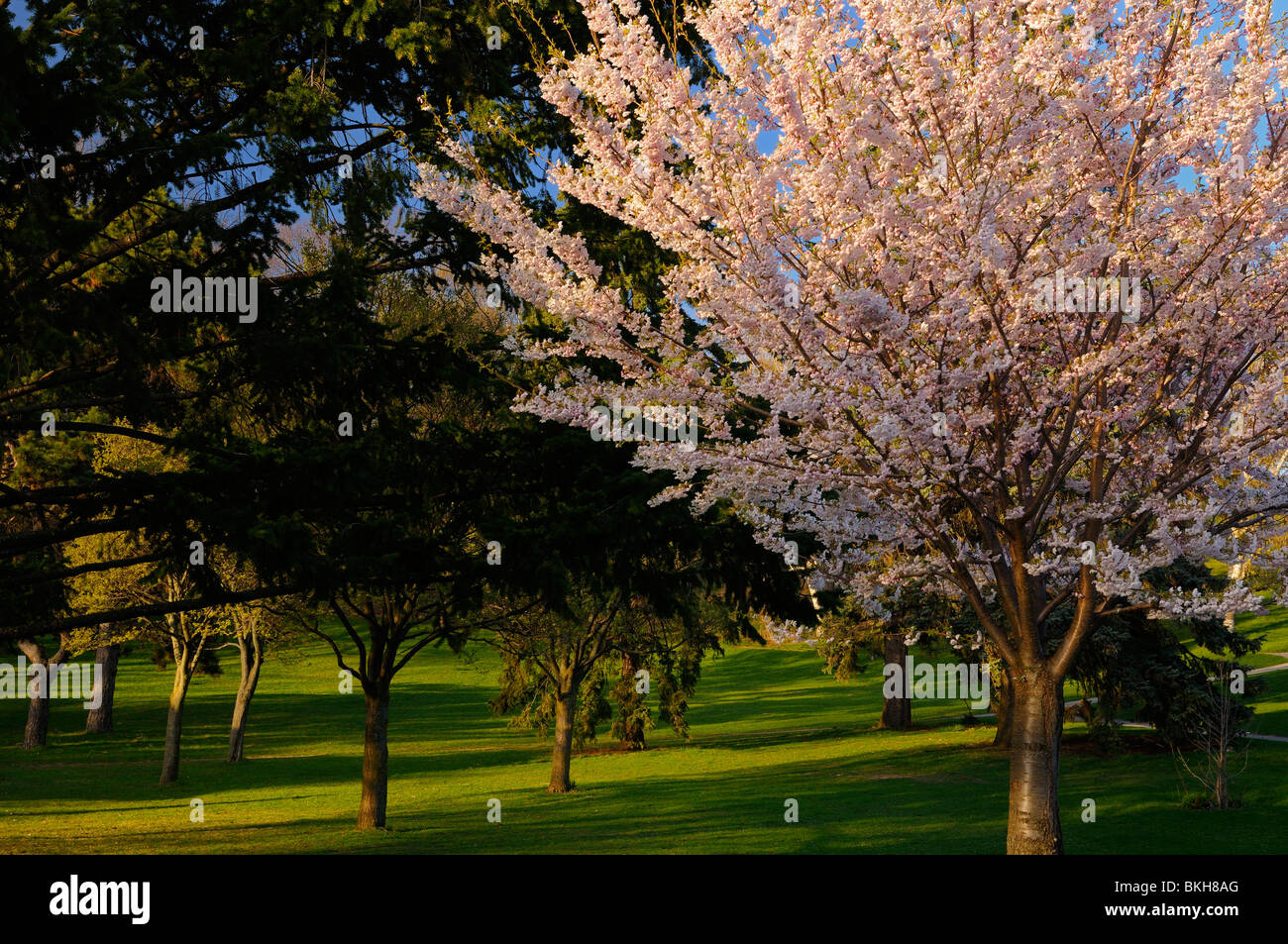 Single Japanese flowering Cherry Sakura tree in sun in High Park ...