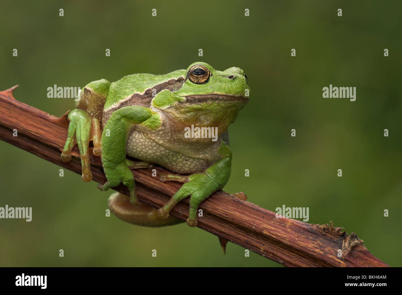 European tree frog posing on branch Stock Photo - Alamy