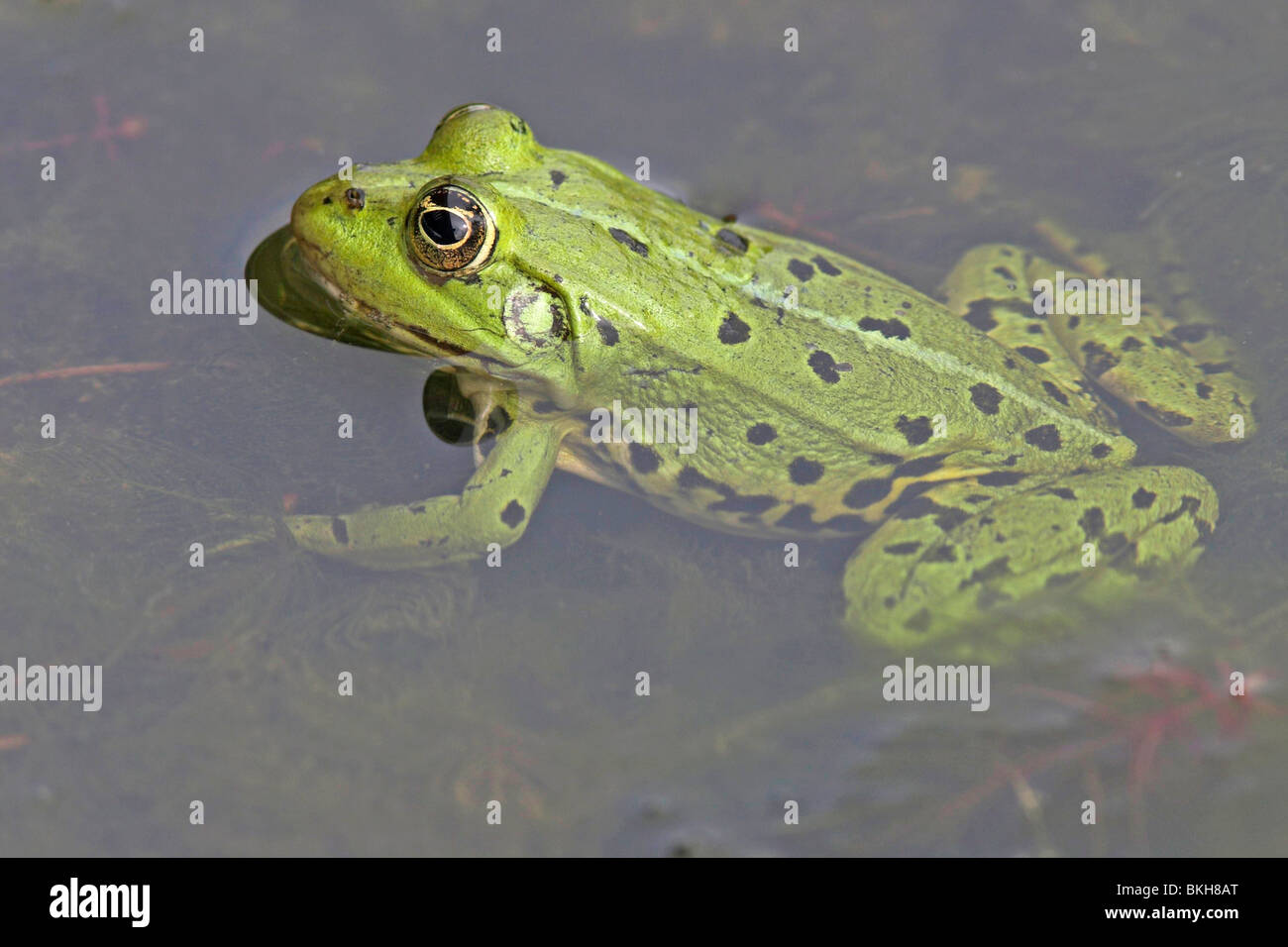 Bright coloured frog hi-res stock photography and images - Alamy