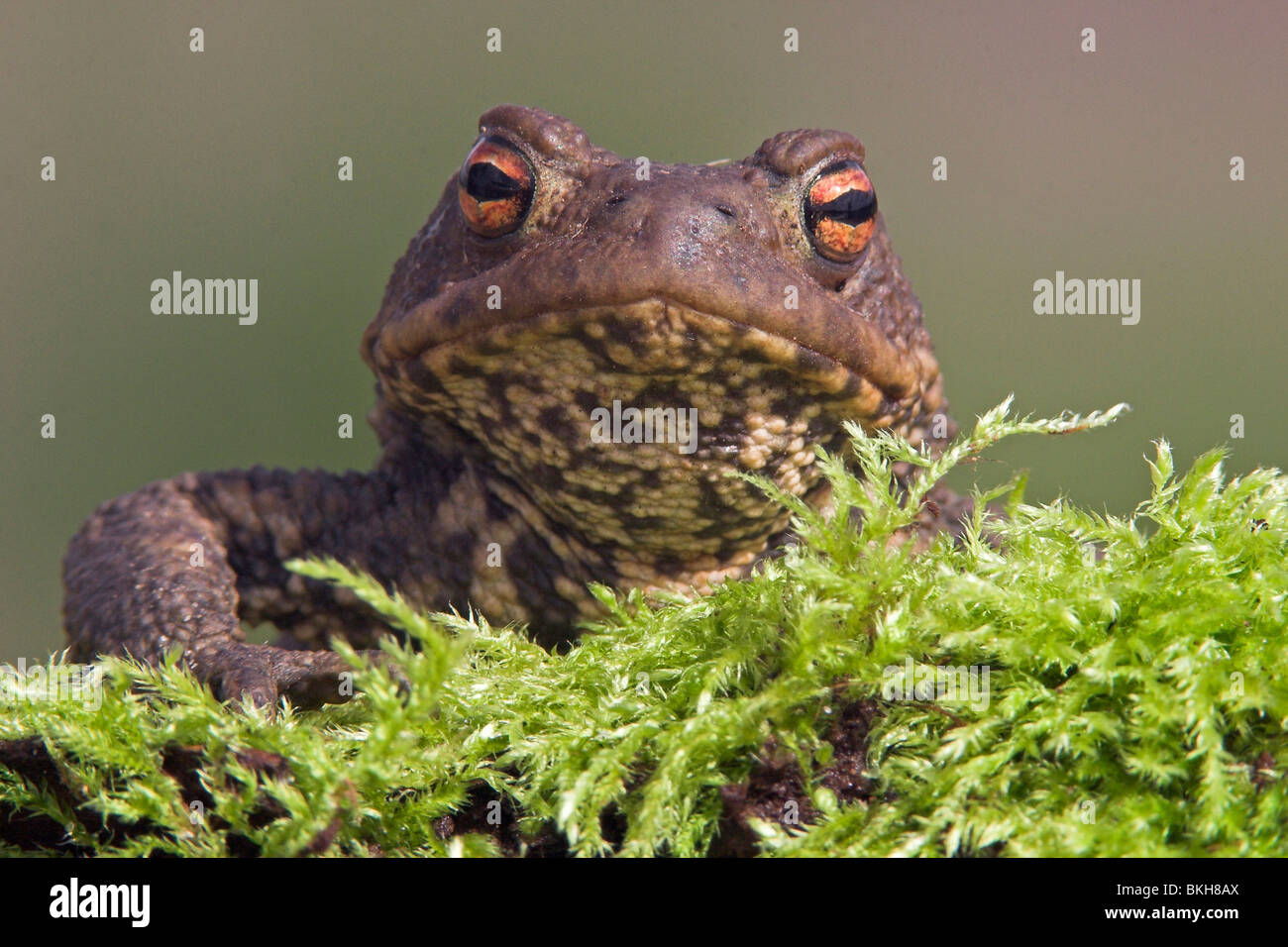 common toad portrait Stock Photo - Alamy