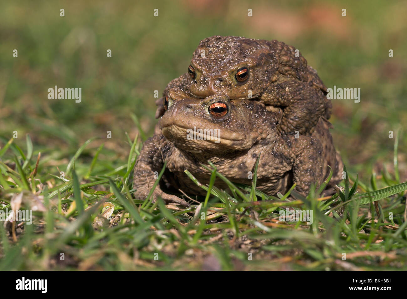 Migrating toad couple Stock Photo - Alamy