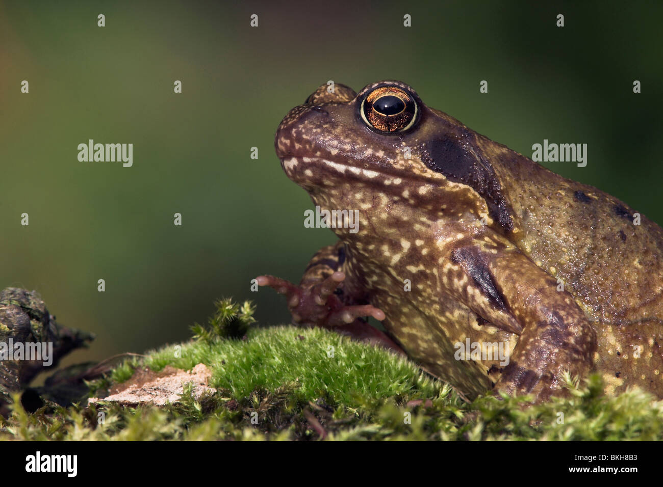 Common frog portrait Stock Photo - Alamy