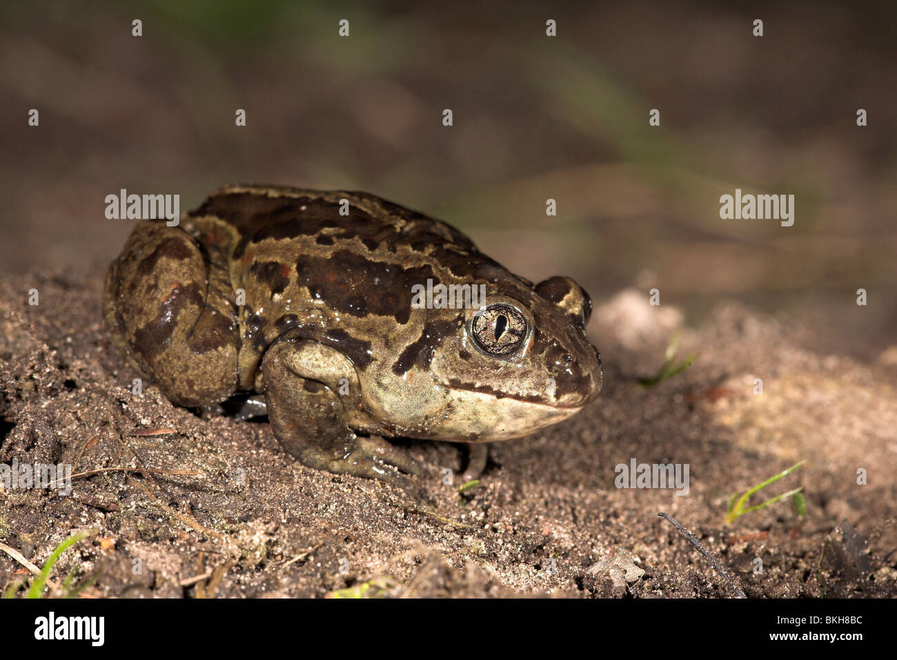 Spadefoot toads hi-res stock photography and images - Alamy