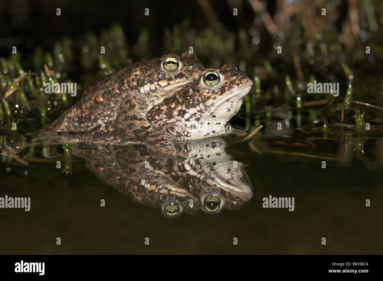Natterjack toads hi-res stock photography and images - Alamy