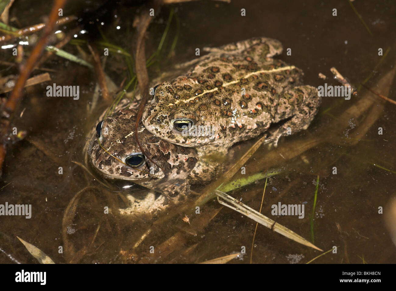 pair of natterjack toads photographed from above Stock Photo - Alamy
