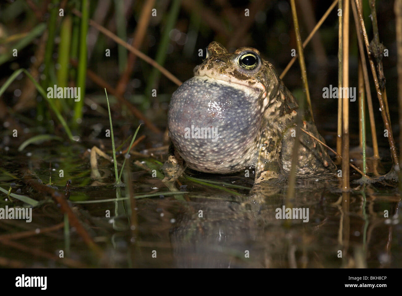 Male toads in water hi-res stock photography and images - Alamy