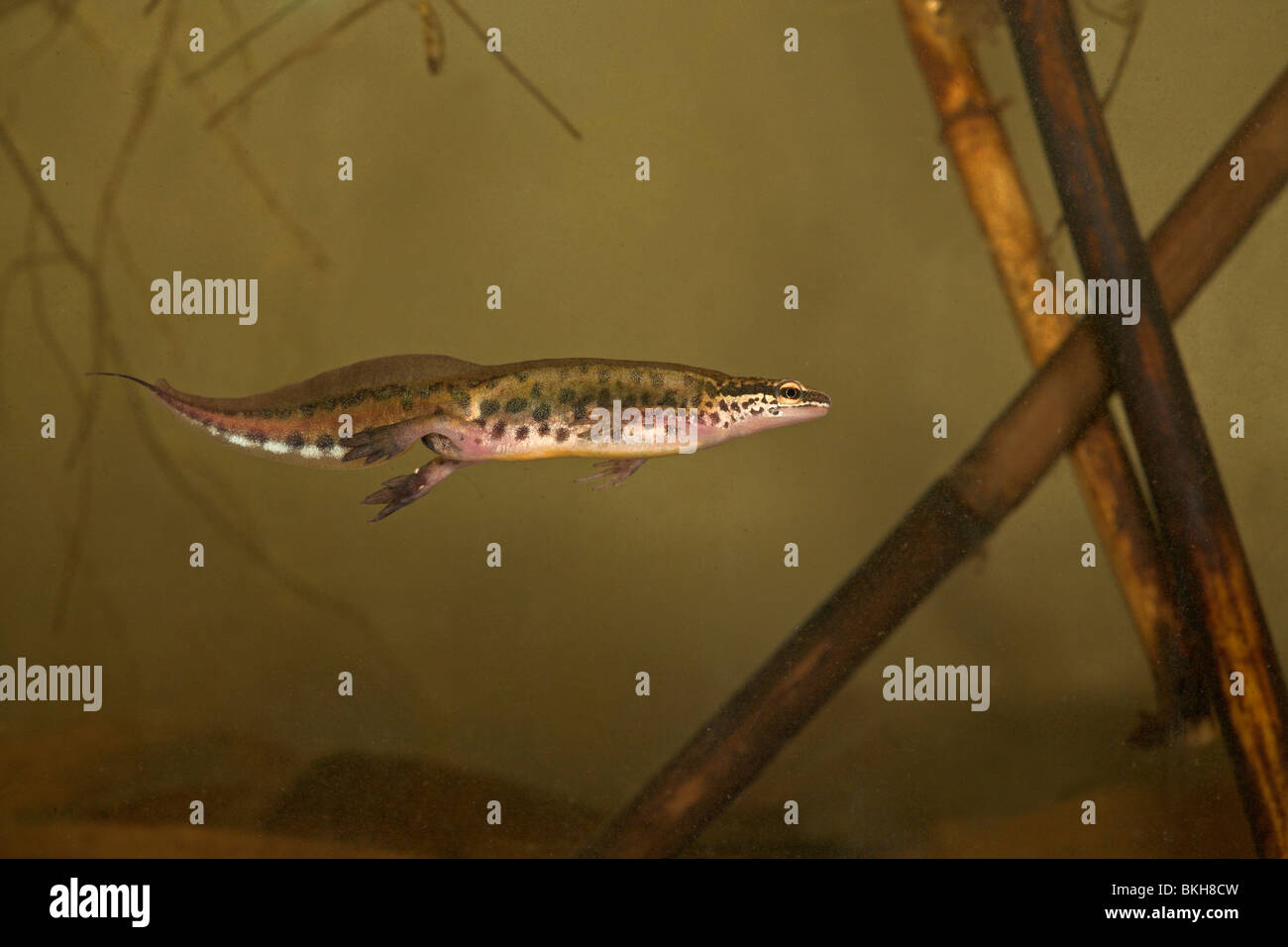 Male Bottom High Resolution Stock Photography and Images - Alamy