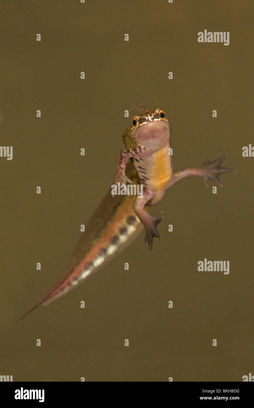 vertical photo of a male palmate newt with it characteristic hind feet ...