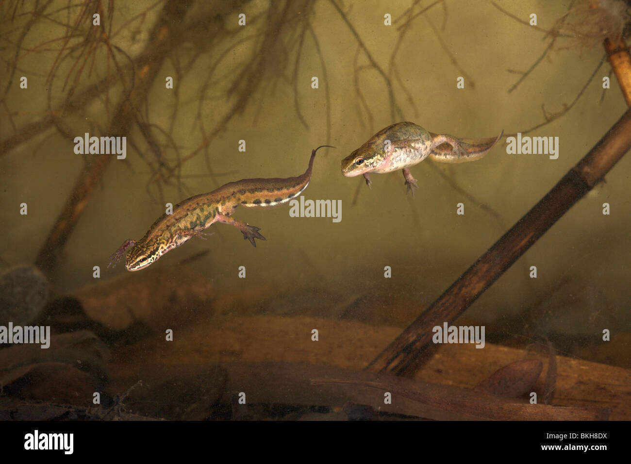 photo of a pair of palmate newts underwater with the female following ...