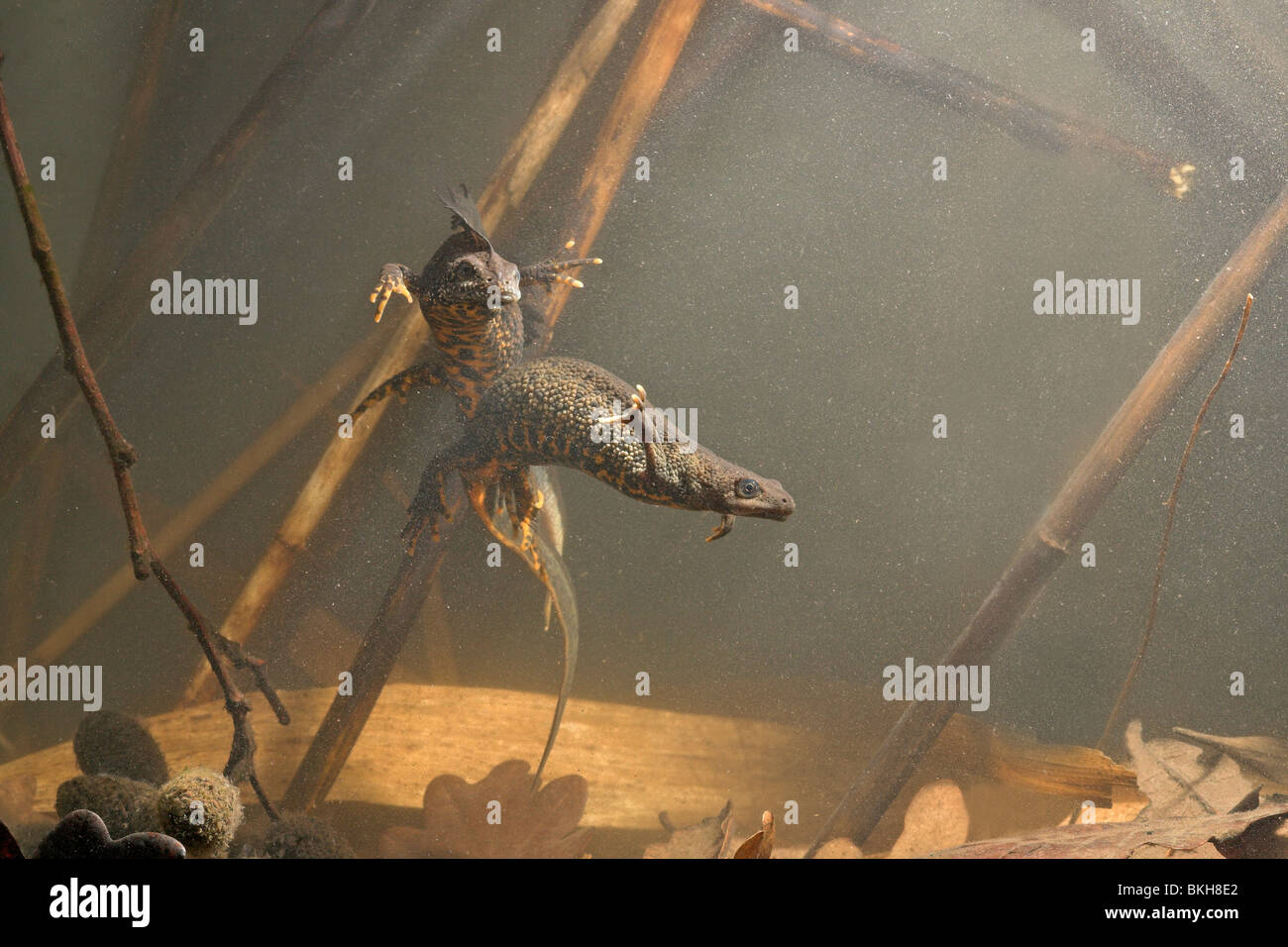 Crested newts pair hi-res stock photography and images - Alamy