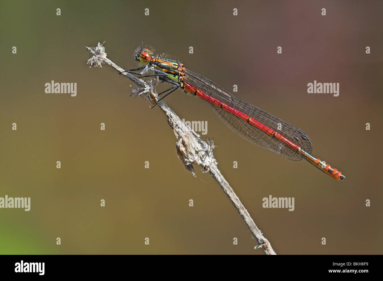 Foto van een fel rood gekleurde vuurjuffer op een dood stokje bij de ...